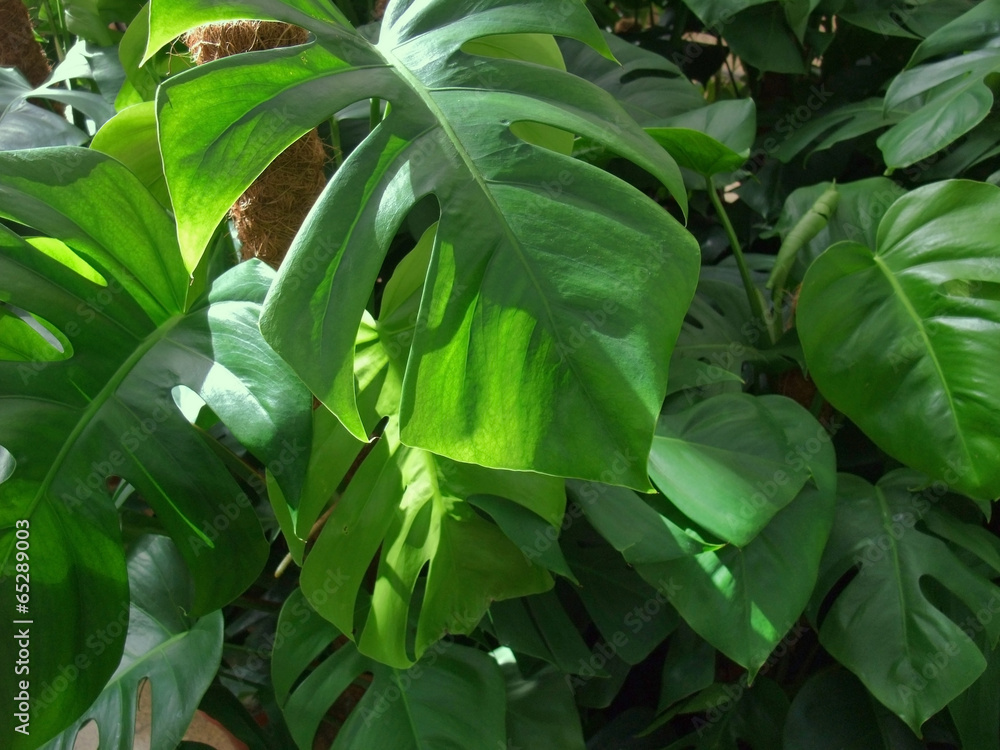 foliage plants Stock Photo | Adobe Stock