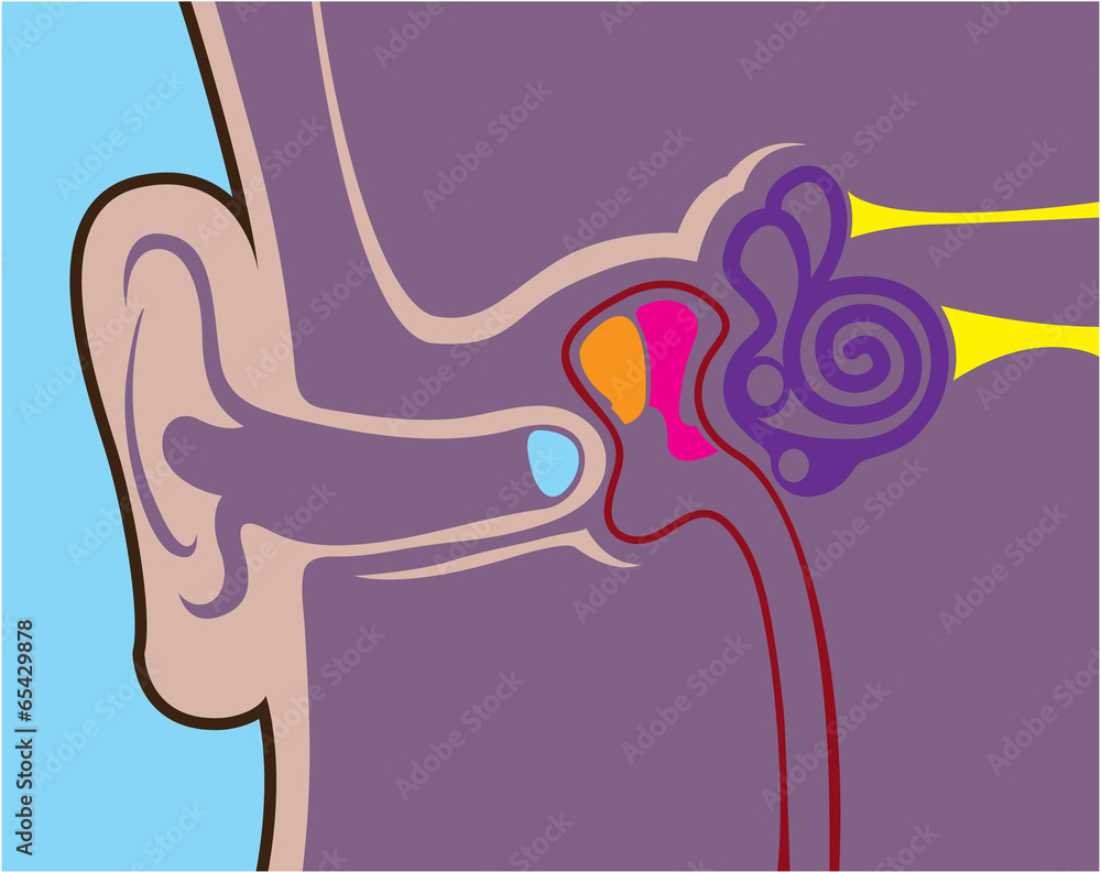 Anatomy of Human Ear Stock Vector | Adobe Stock
