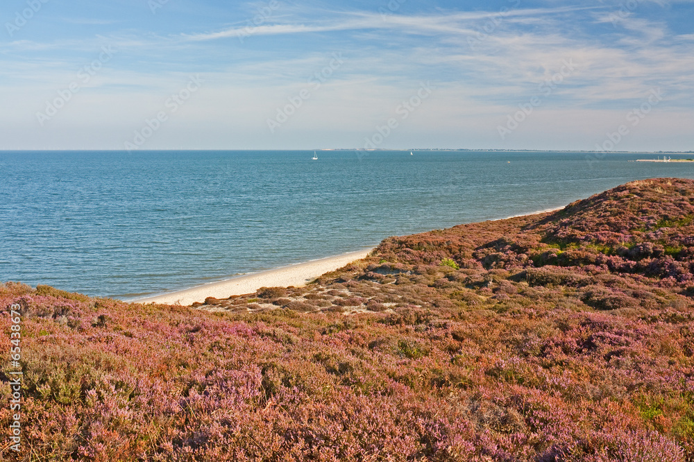 Braderuper Heide auf Sylt zur Zeit der Heideblüte Stock-Foto | Adobe Stock