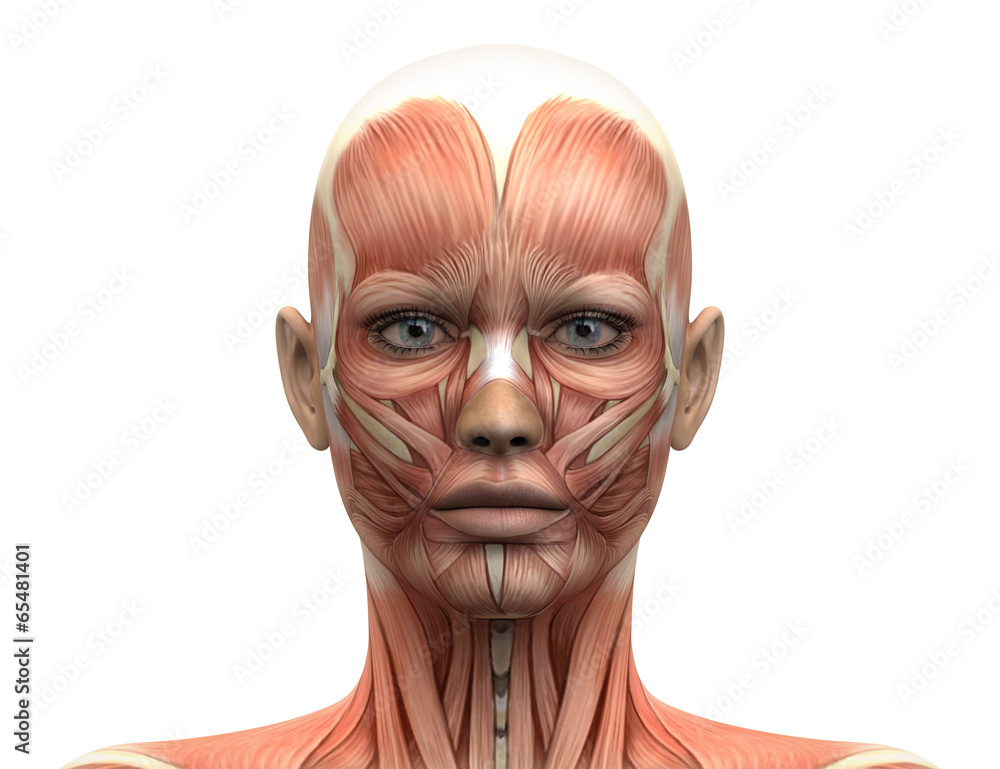 Poster Female Head Muscles Anatomy - Front view – Wall Art | UkPosters