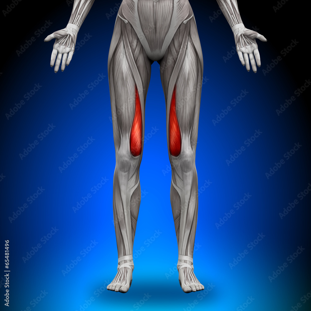 Vastus Medialis - Female Anatomy Muscles Stock Illustration | Adobe Stock