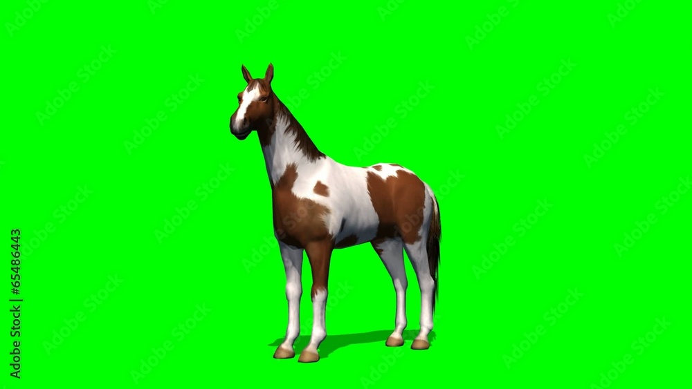Horse looks around - green screen Stock Video | Adobe Stock