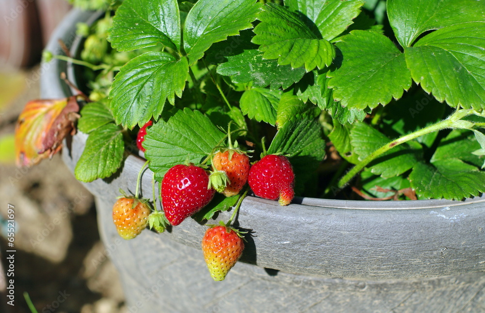carré potager-plant de fraisier grimpant Stock Photo | Adobe Stock