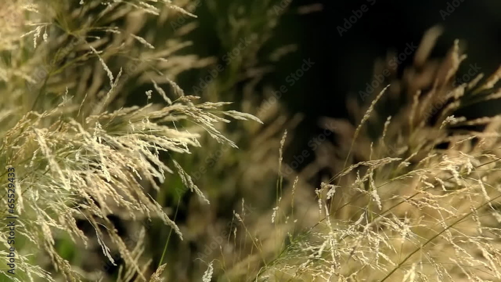 Grass in the wind, close up shot. Stock Video | Adobe Stock