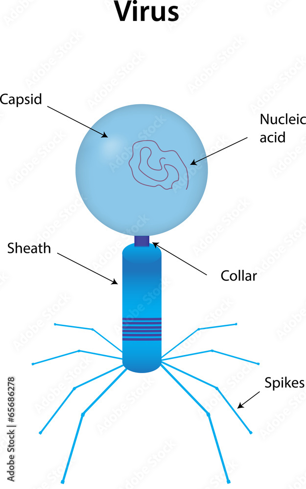 Virus Labeled Diagram Stock Illustration | Adobe Stock