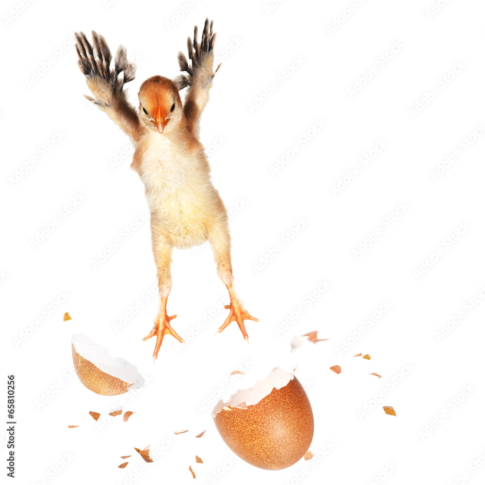 Chick Jumping Out Of Its Egg Stock-Foto | Adobe Stock