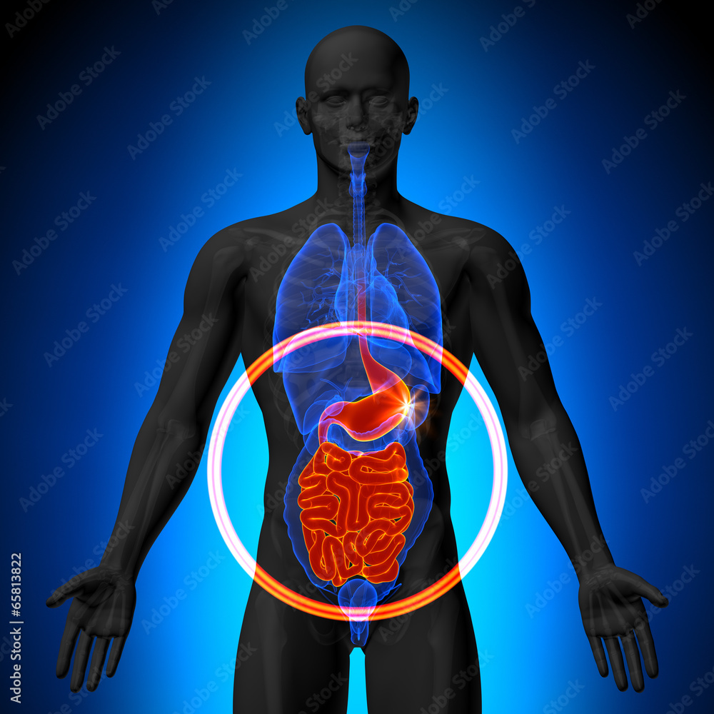 Stomach Guts Small Intestine - Male anatomy of human organs Stock ...