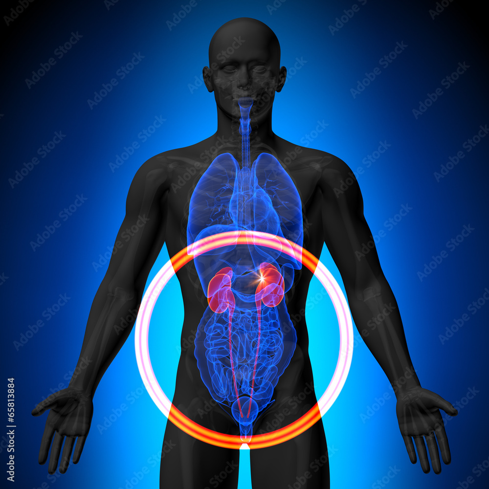 Kidneys - Male anatomy of human organs Stock Illustration | Adobe Stock