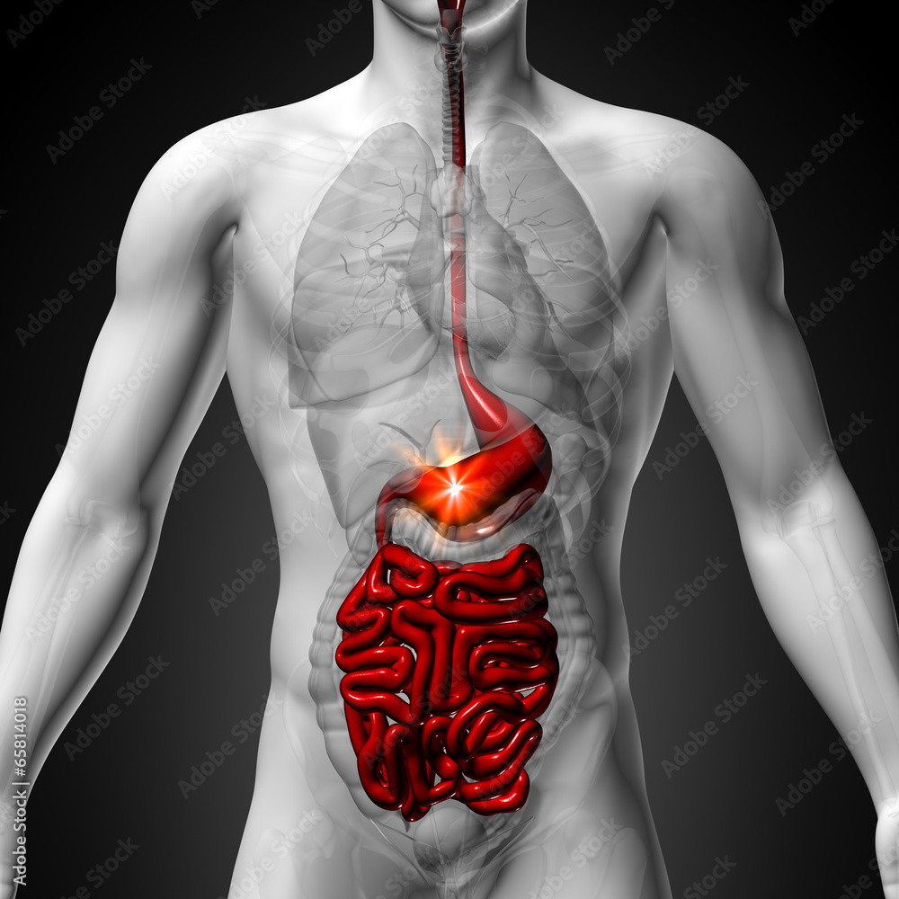 Stomach Guts Small Interstine - Male anatomy of human organs Stock ...