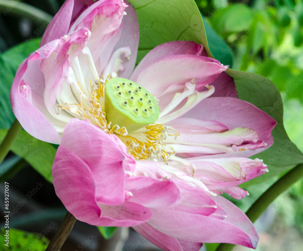 Lotusblume in Thailand :) Stock-Foto | Adobe Stock