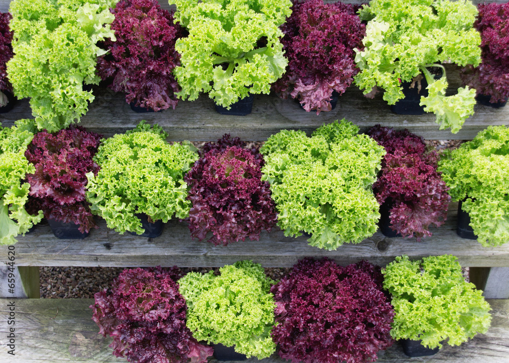 Salatsorten Stock-Foto | Adobe Stock