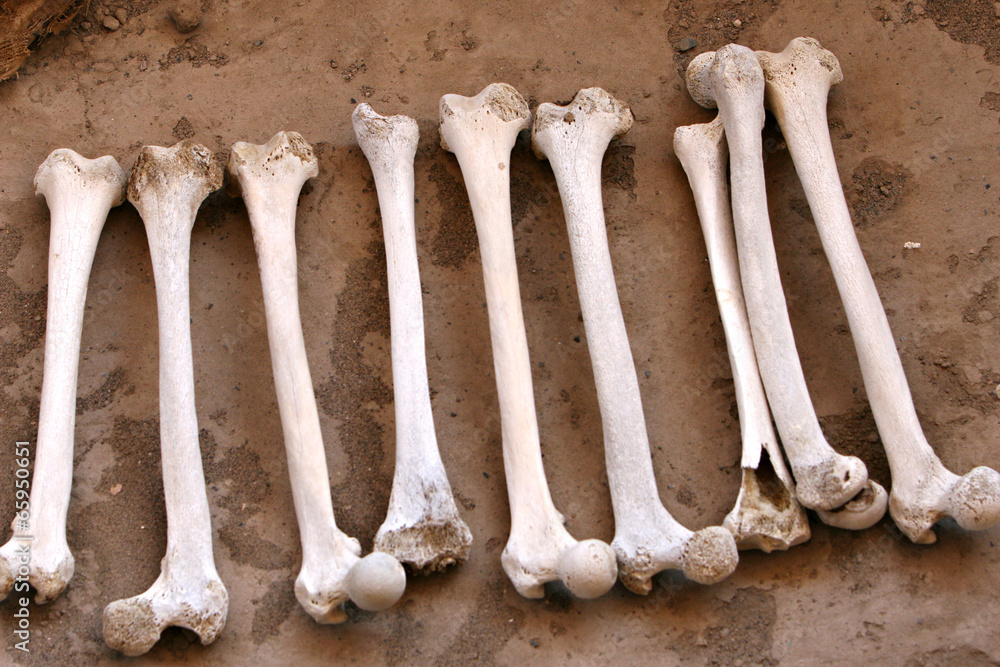Ancient Human Bones Stock Photo | Adobe Stock