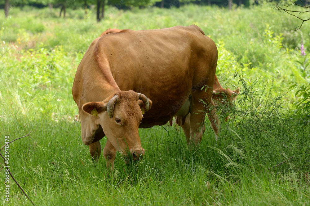 Kuh mit Kalb Stock-Foto | Adobe Stock