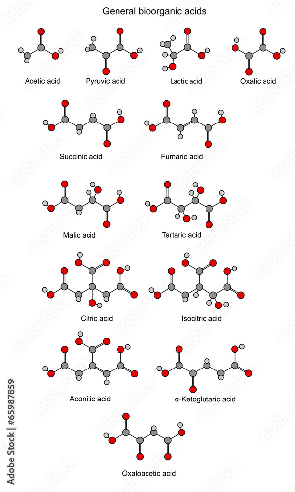 Basic bioorganic acids - structural chemical formulas Stock Vector ...