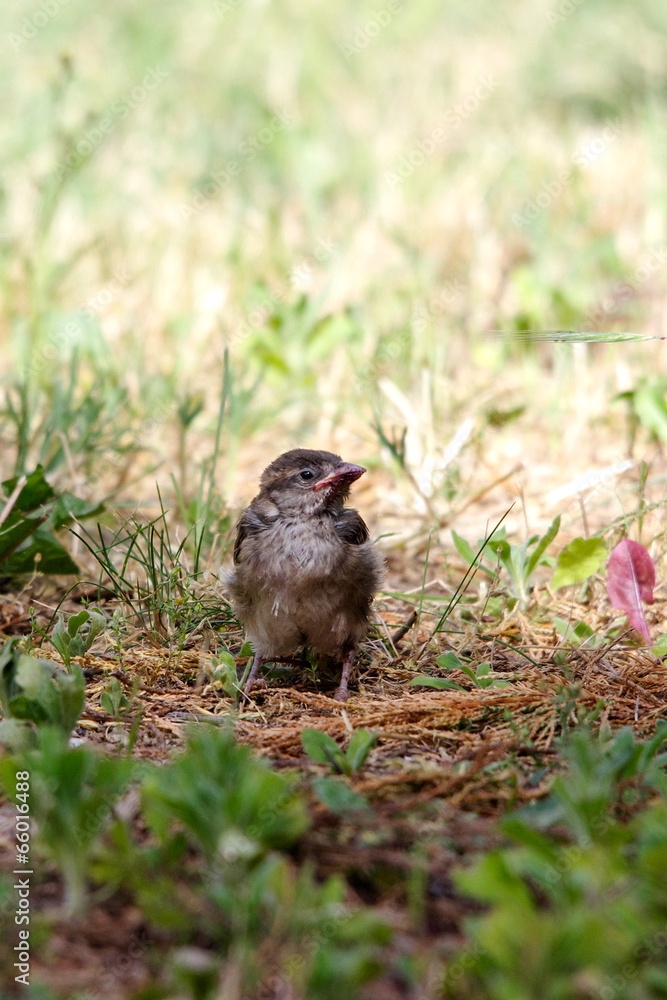 Pullo di passero in giardino Stock Photo | Adobe Stock