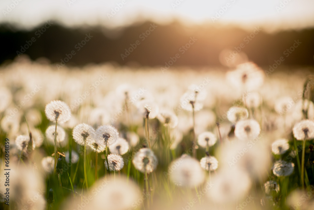 dandelion field at sunset Stock Photo | Adobe Stock