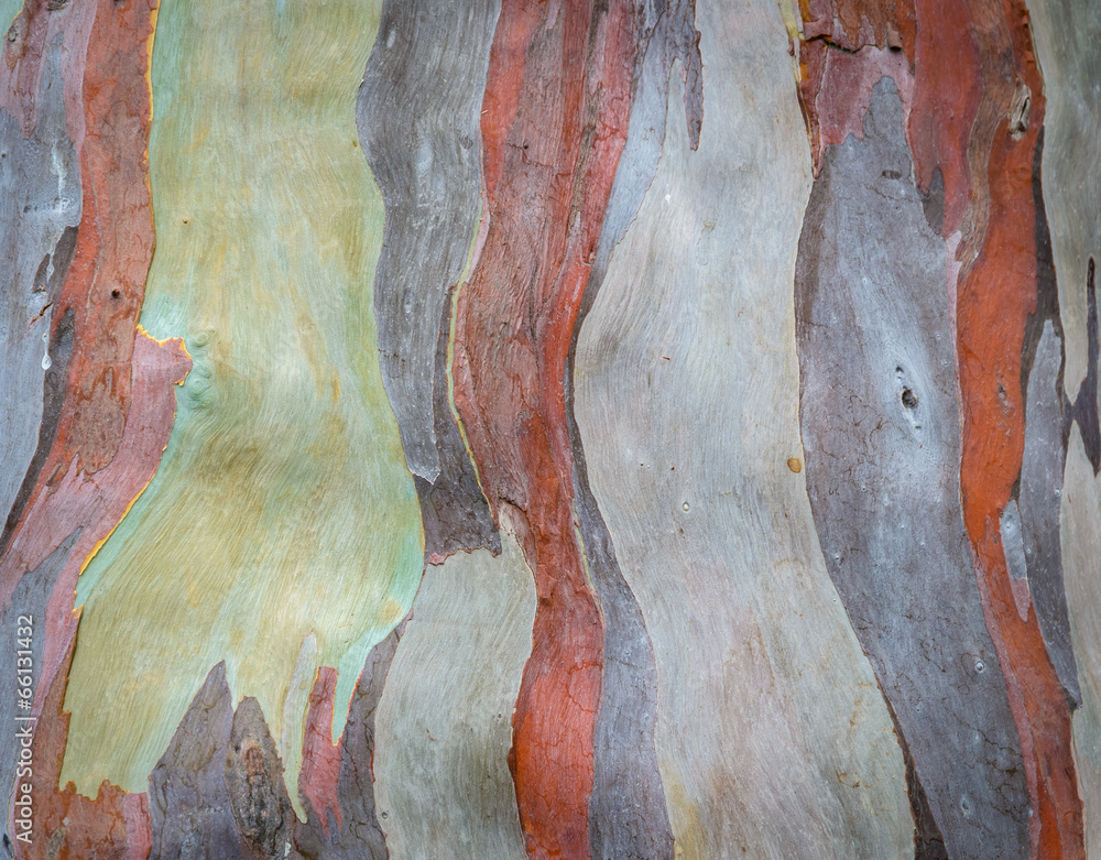 Colorful abstract pattern of Eucalyptus deglupta tree bark Stock Photo ...