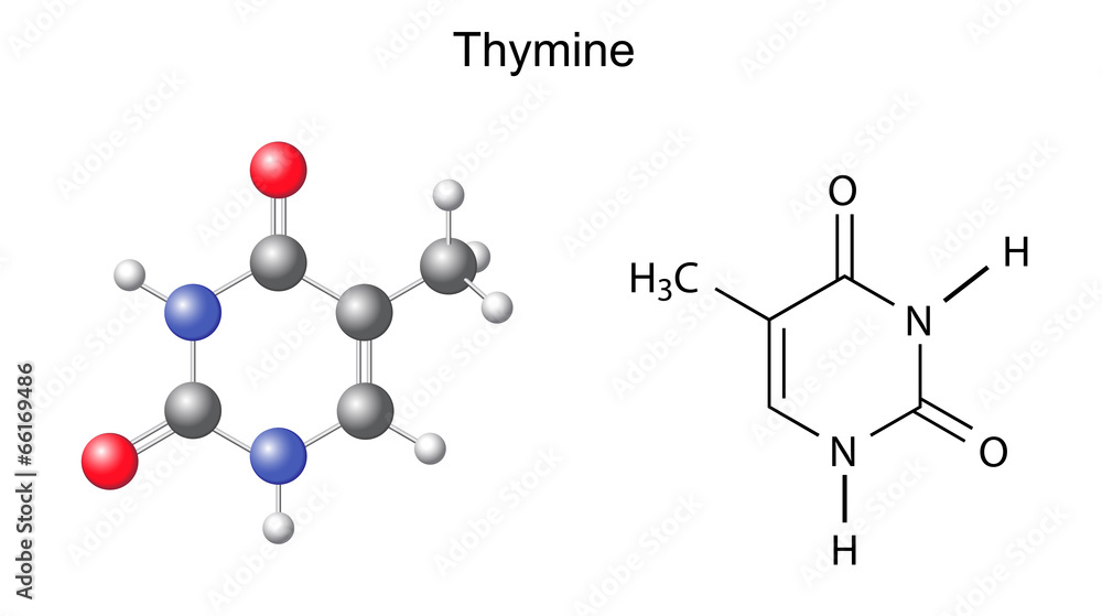 Chemical structural formula and model of thymine Stock Vector | Adobe Stock