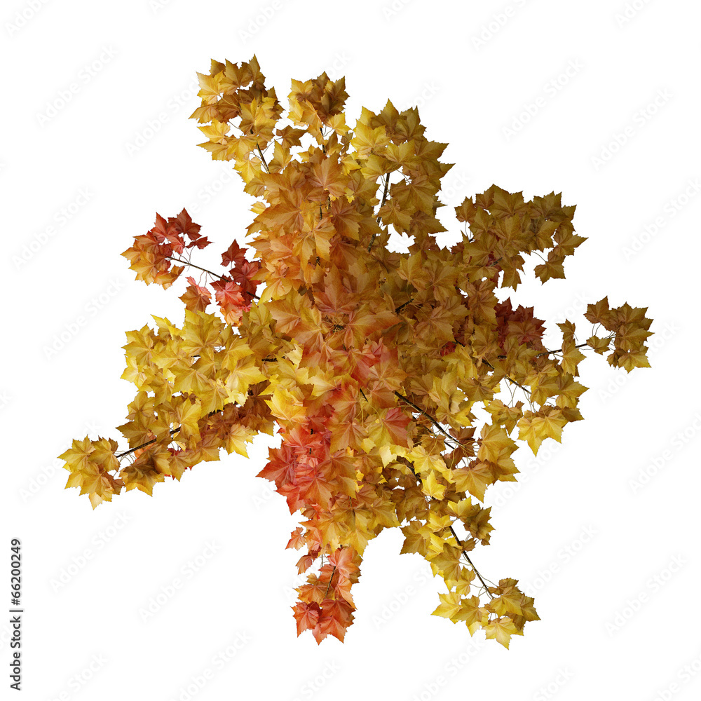 Bird Top View Autumn Tree Isolated On White Stock Illustration | Adobe ...