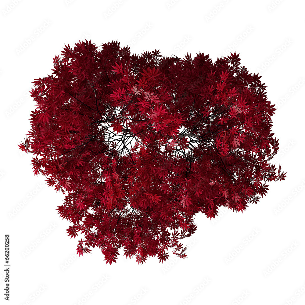 Bird Top View Autumn Red Tree Isolated On White Stock Illustration ...