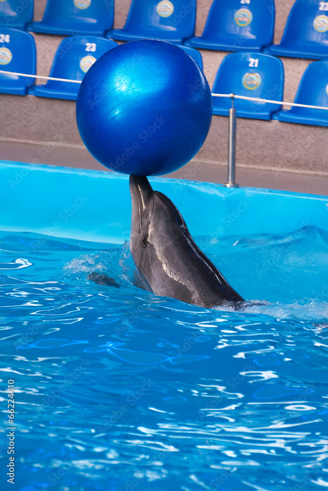 Dolphin in a dolphinarium pool with the big blue ball Stock Photo ...