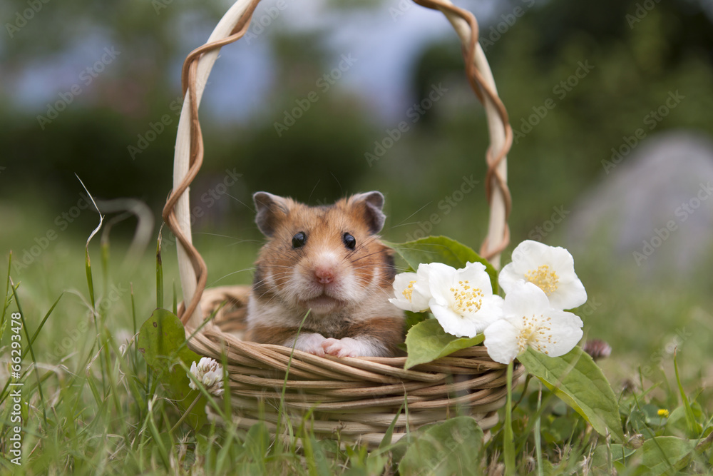 Hamsters With Flowers