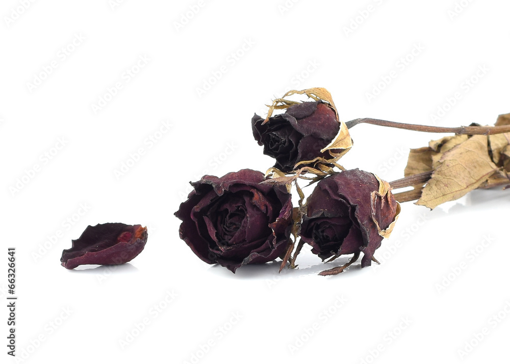 Dead rose on white background. Stock Photo | Adobe Stock