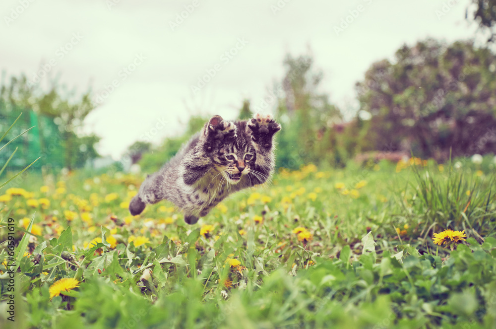 Kitten is jumping Stock Photo | Adobe Stock