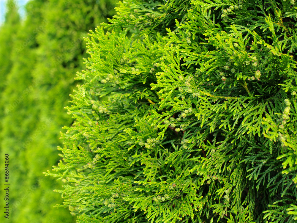 Green Hedge of Thuja Trees Stock Photo | Adobe Stock