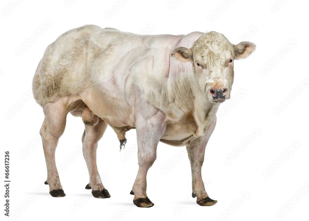 Belgian Blue Cattle Muscle