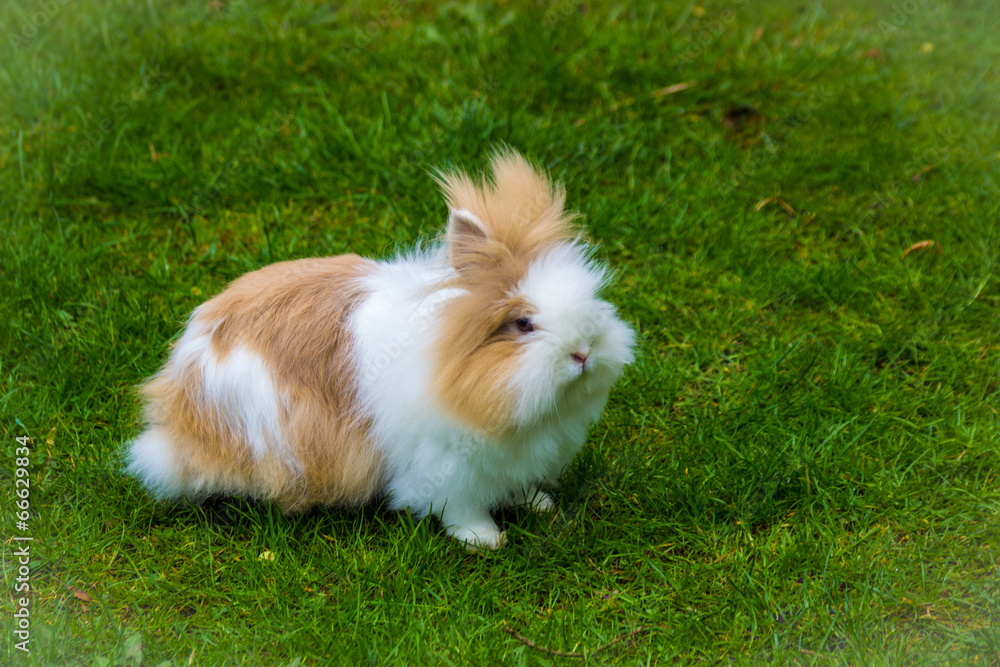 Löwenkopf Hase Stock-Foto | Adobe Stock