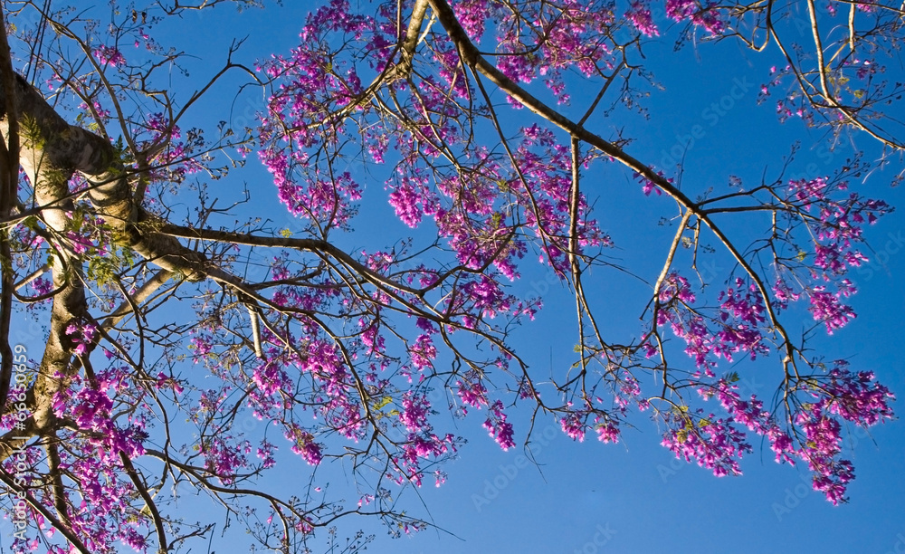 Vibrant violet phoenix flower Stock Photo | Adobe Stock