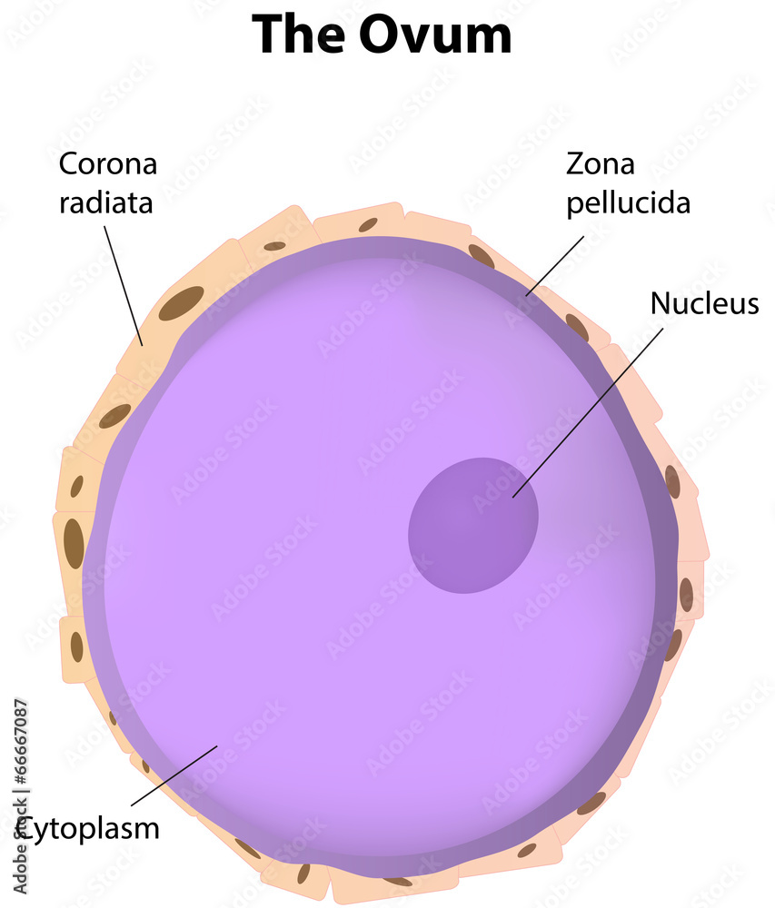 The Ovum Labeled Diagram Stock Illustration | Adobe Stock