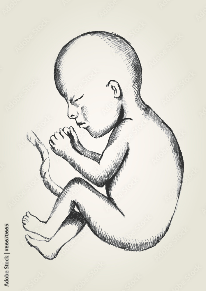 Sketch illustration of human fetus Stock Vector | Adobe Stock