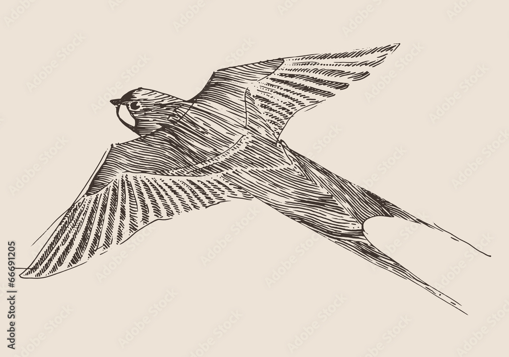 Flying Bird Illustration Vintage