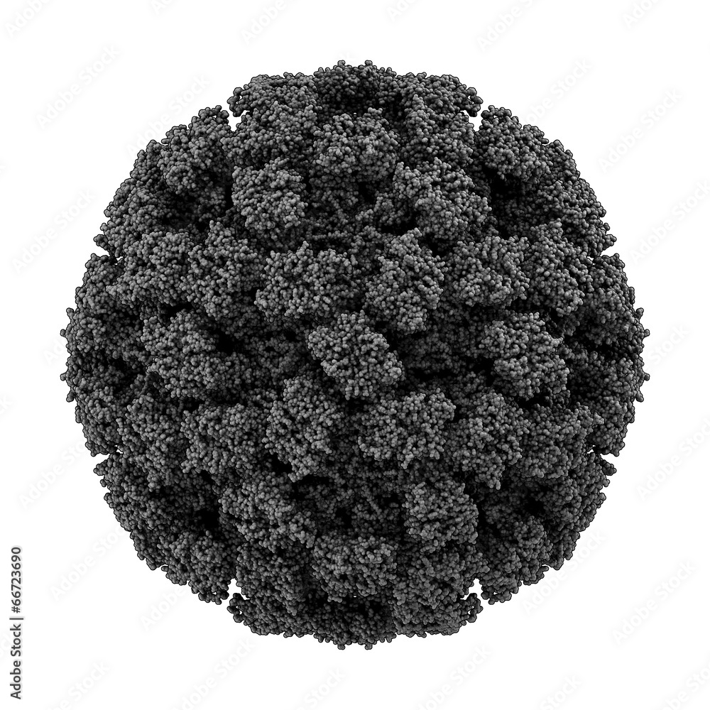 Feline calicivirus capsid. Causes a viral disease in cats. Stock ...