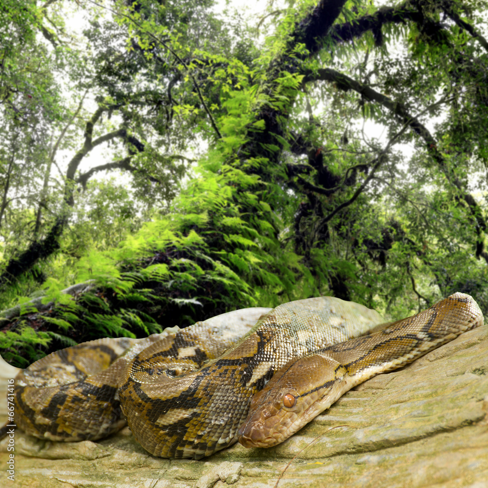 Pythons lay curled up in a tree in the rainforest. Stock Photo | Adobe ...
