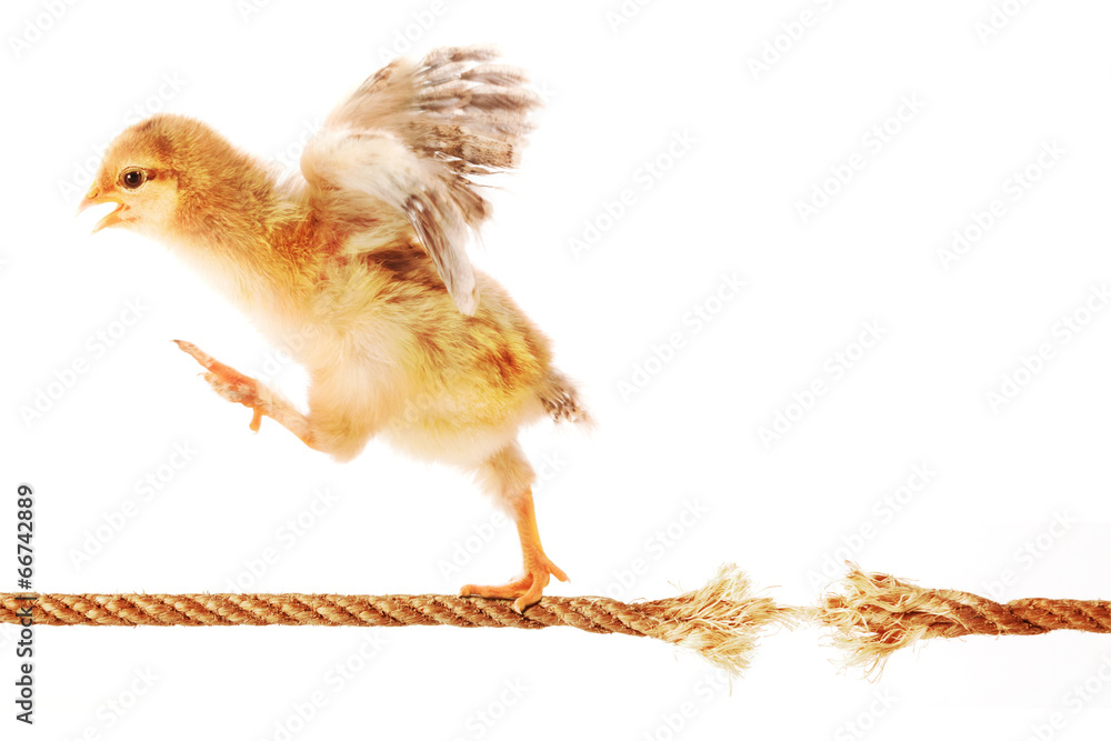 Chick Running on a Rope about to Break Stock-Foto | Adobe Stock