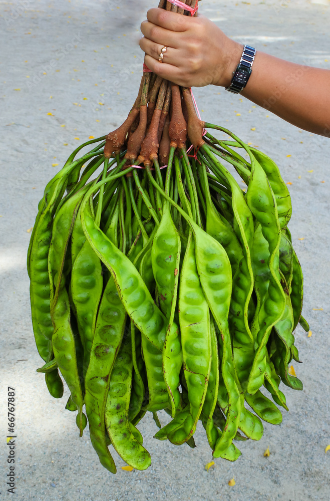 Parkia speciosa, bitter bean, twisted cluster bean, stink bean, Stock ...