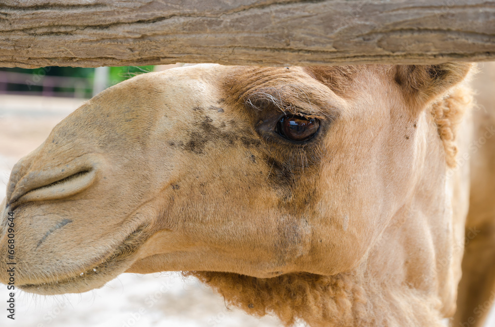 funny camel portrait. Stock Photo | Adobe Stock