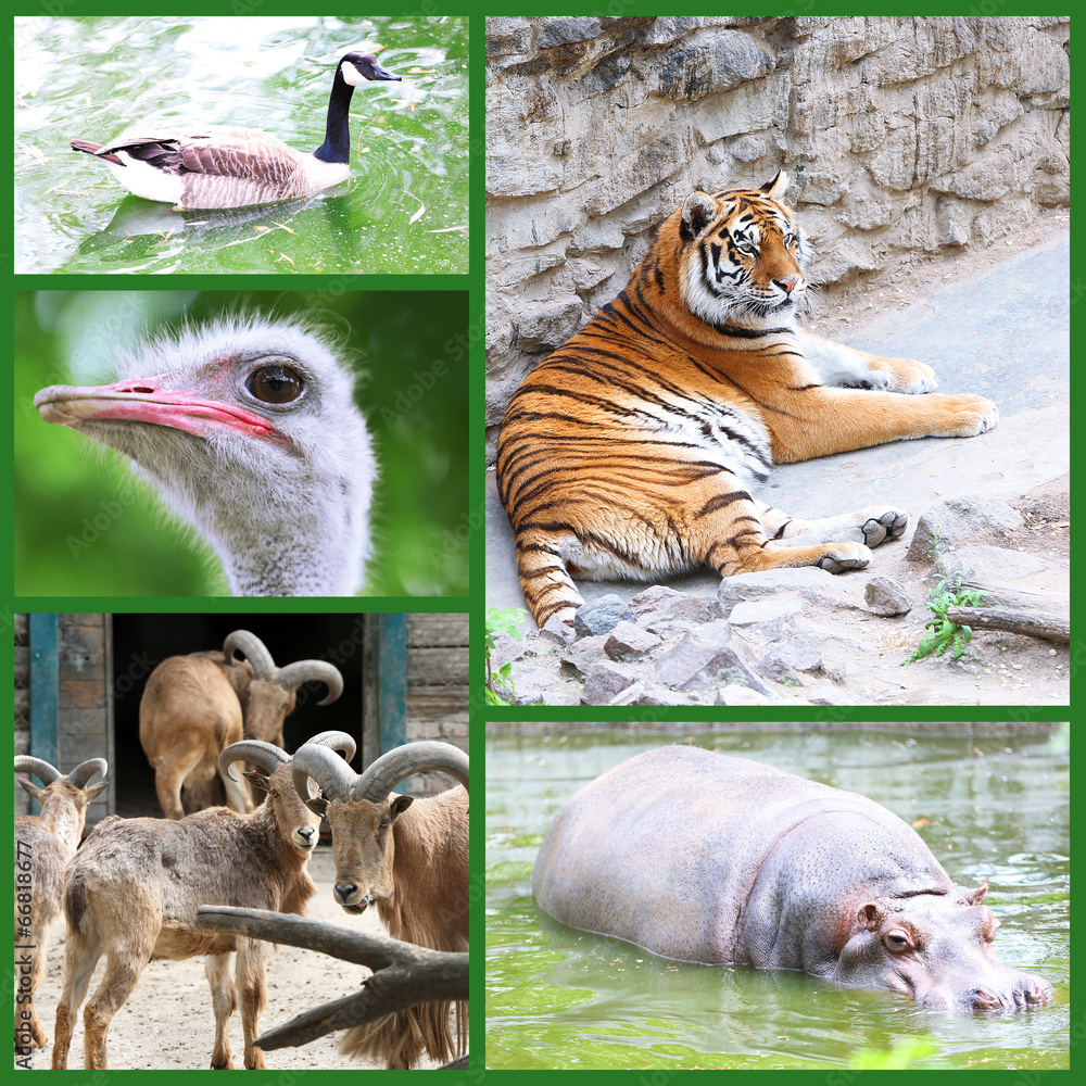 Zoo collage Stock Photo | Adobe Stock