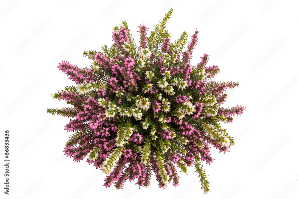 Zweifarbige Winterheide Stock-Foto | Adobe Stock