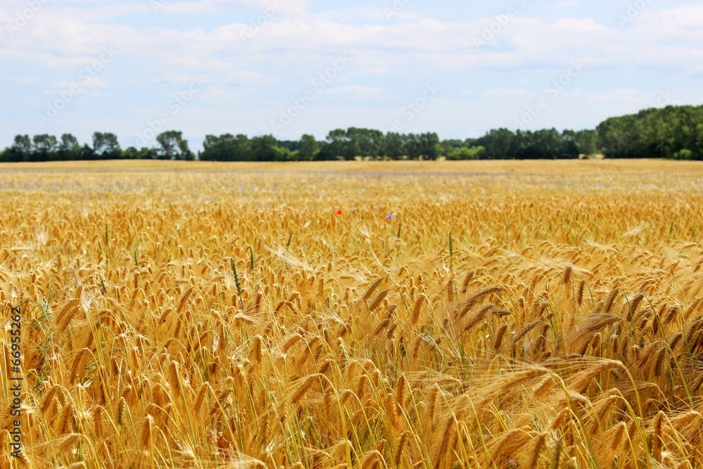 Goldenes Weizenfeld Stock-Foto | Adobe Stock