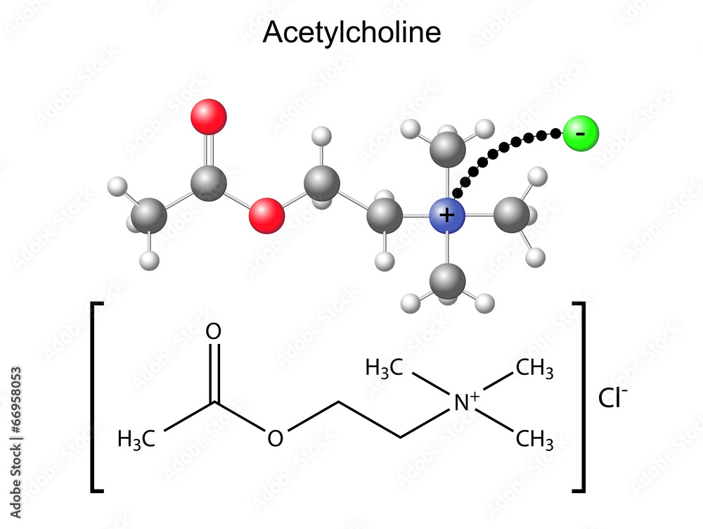 Structural chemical formula and model of acetylcholine Stock Vector ...