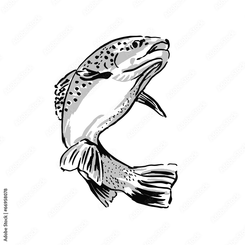 Drawing trout. Vector illustration Stock Vector | Adobe Stock