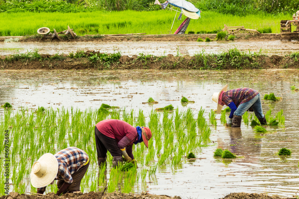 Rice planting Stock Photo | Adobe Stock