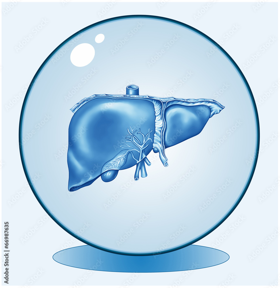 Die Leber.Symbolgrafik.Logo.Blau Stock Illustration | Adobe Stock