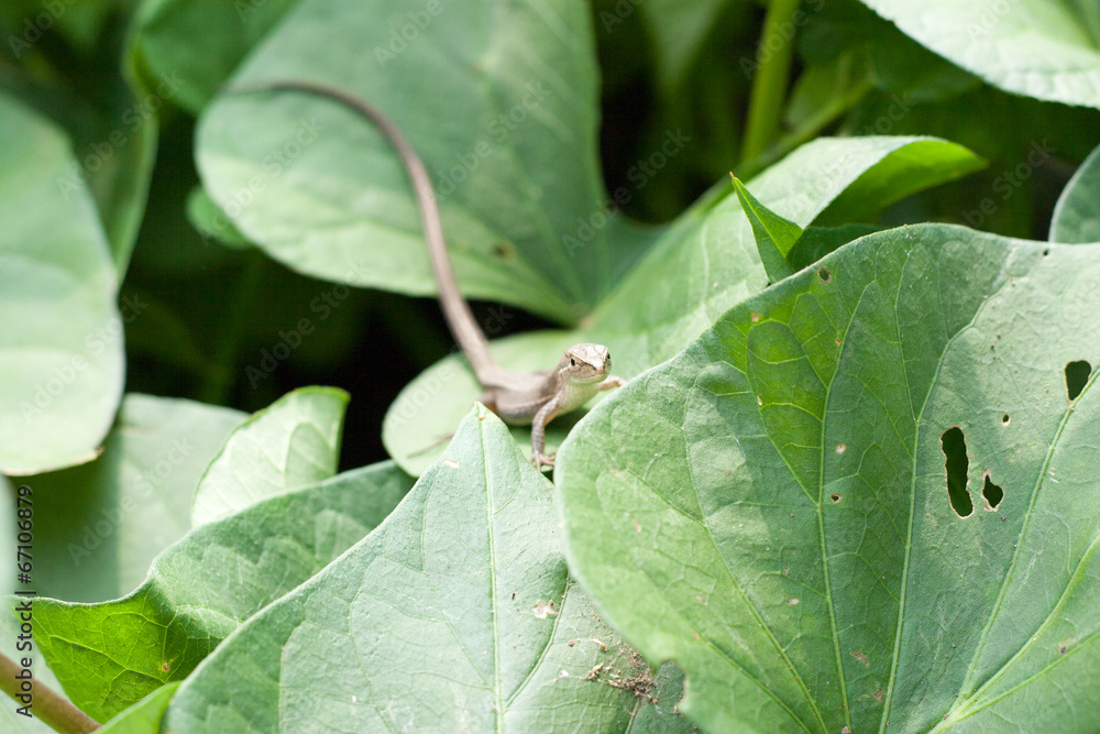 Takydromus tachydromoides also known as a Japanese grass lizard Stock ...