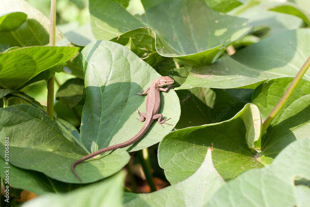 Takydromus tachydromoides also known as a Japanese grass lizard Stock ...