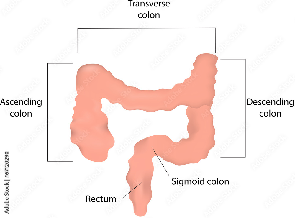 Large Intestine Labeled Diagram Stock Illustration | Adobe Stock